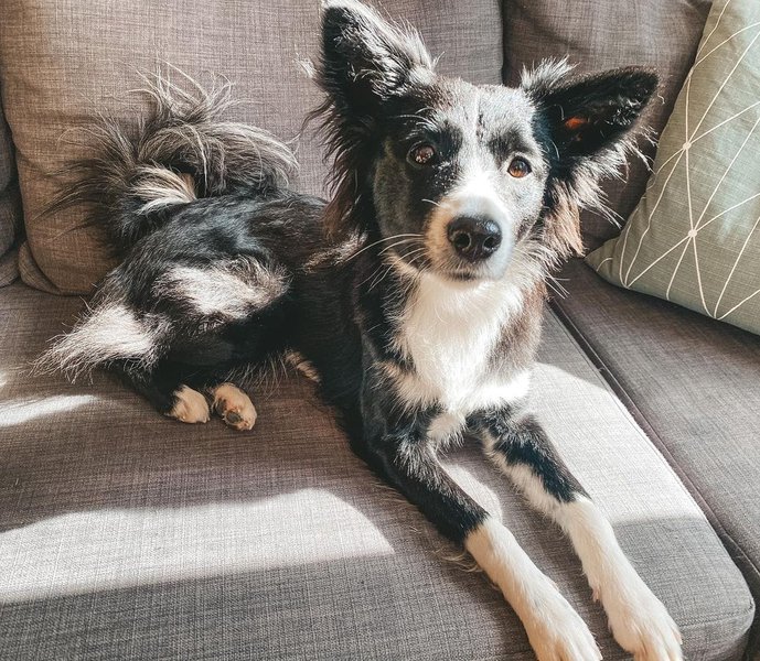 Mini Border Collie - Your Complete Breed Guide - The Goody Pet