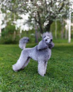 Medium Poodle - Your Complete Breed Guide To The Moyen Poodle - The ...