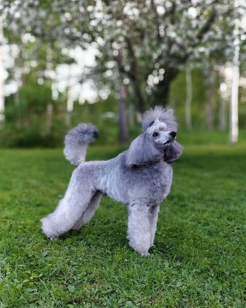 Medium Poodle - Your Complete Breed Guide To The Moyen Poodle - The ...