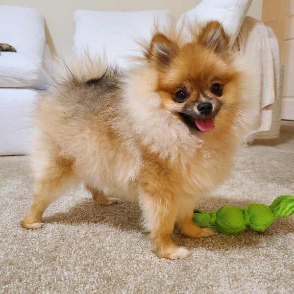 Teddy Bear Pomeranian - Your Complete Breed Guide - The Goody Pet