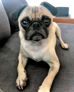 32 Most Trainable Dog Breeds (We Did The Research) - The Goody Pet