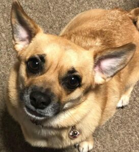 52 Extremely Adorable Corgi Mixes That Will Make You Go Awww - The ...