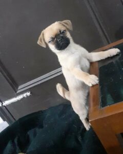 49 Pug Mixes That You Never Know Existed - The Goody Pet