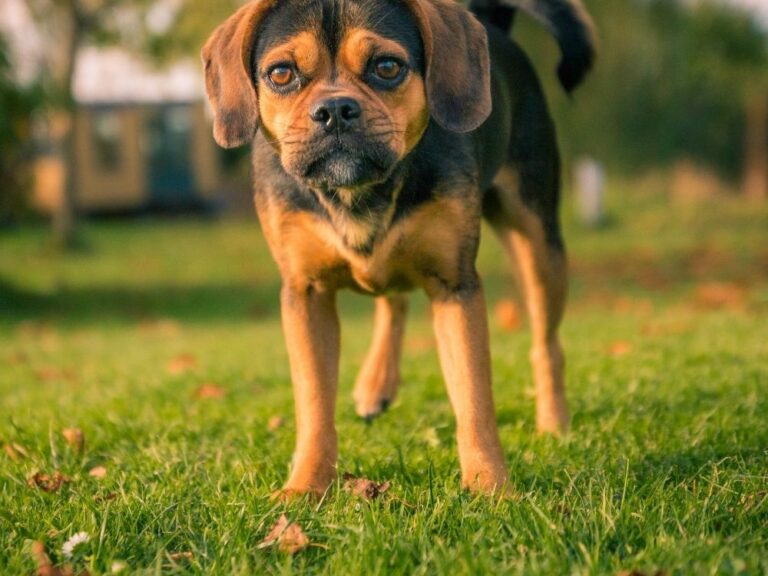 49 Pug Mixes That You Never Know Existed - The Goody Pet