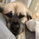49 Pug Mixes That You Never Know Existed - The Goody Pet