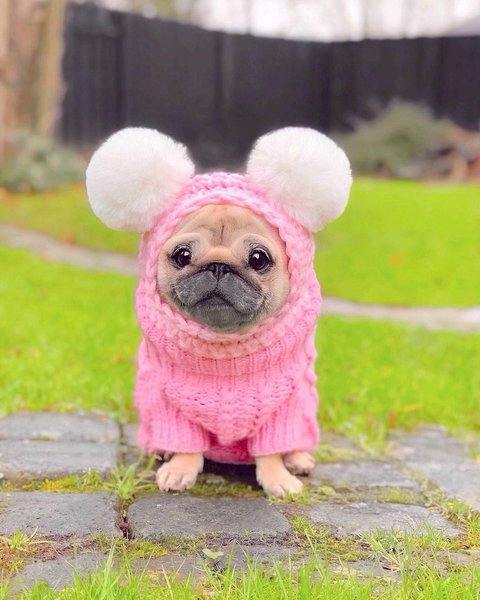 32 Low-Cost Dog Breeds That Shouldn’t Burn A Hole In Your Pocket - The ...