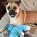 49 Pug Mixes That You Never Know Existed - The Goody Pet
