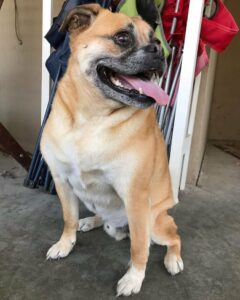 46 Adorable Labrador Mixes That Are Too Cute For Words - The Goody Pet