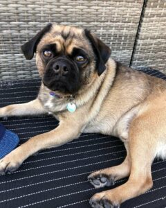 49 Pug Mixes That You Never Know Existed - The Goody Pet