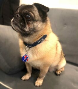 49 Pug Mixes That You Never Know Existed - The Goody Pet