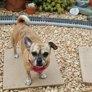 49 Pug Mixes That You Never Know Existed - The Goody Pet