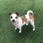 49 Pug Mixes That You Never Know Existed - The Goody Pet