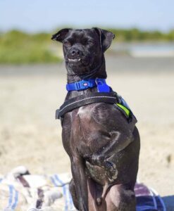 49 Pug Mixes That You Never Know Existed - The Goody Pet