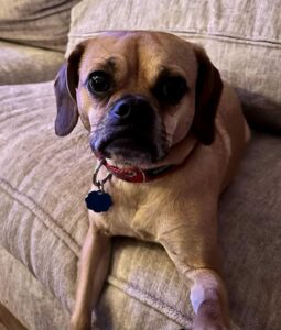 49 Pug Mixes That You Never Know Existed - The Goody Pet