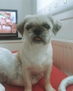 49 Pug Mixes That You Never Know Existed - The Goody Pet