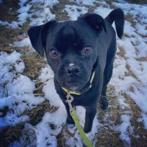 49 Pug Mixes That You Never Know Existed - The Goody Pet