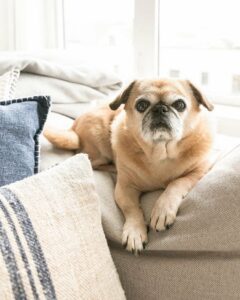 49 Pug Mixes That You Never Know Existed - The Goody Pet