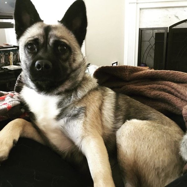 49 Pug Mixes That You Never Know Existed - The Goody Pet