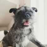 49 Pug Mixes That You Never Know Existed - The Goody Pet