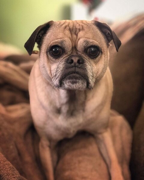 49 Pug Mixes That You Never Know Existed - The Goody Pet