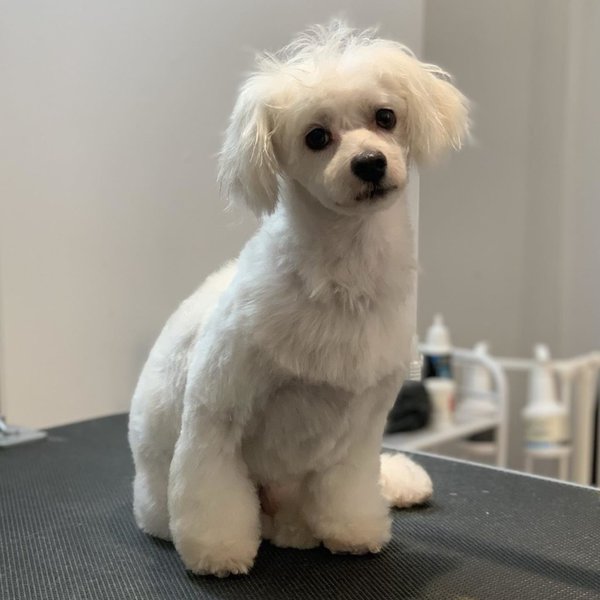 11 Havanese Haircuts That Would Make Your Pup A Star - The Goody Pet