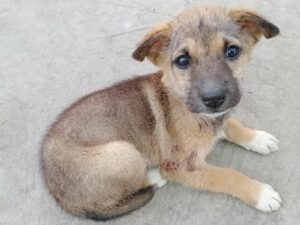 Puppy Strangles Disease: Everything You Need To Know - The Goody Pet