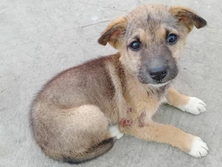 Puppy Strangles Disease: Everything You Need To Know - The Goody Pet