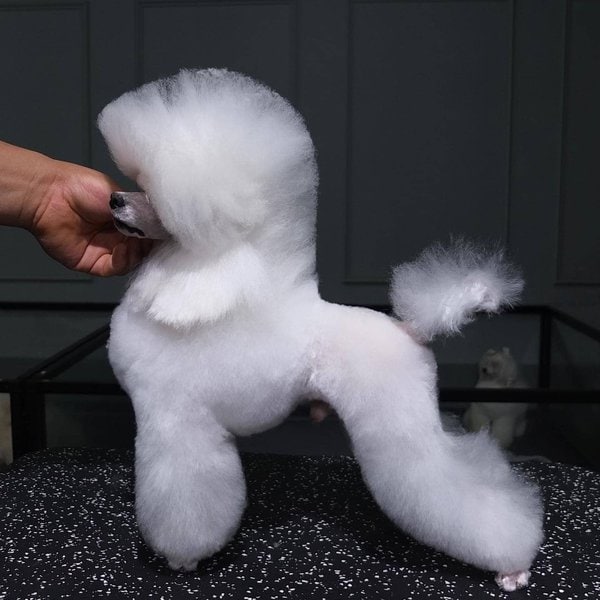 31 Poodle Hairstyles: List Of Clips And Cuts - The Goody Pet