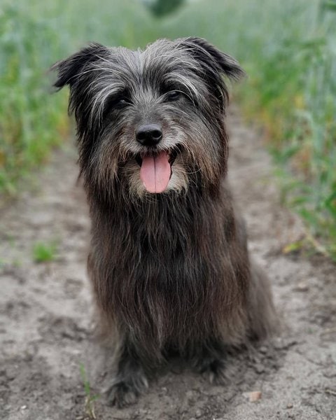 21 Sheepdog Breeds That Love Herding Sheep - The Goody Pet