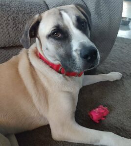 19 Great Pyrenees Mixes That You Would Never Know Existed - The Goody Pet