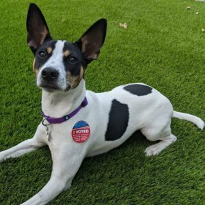 12 Rat Hunting Dogs That Keep Your House Rodent Free - The Goody Pet