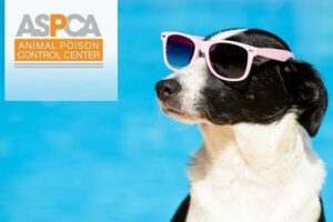 11 Safety Tips If Your Dog Ate An Ant Trap - The Goody Pet