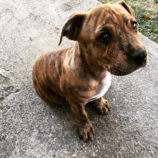 36 Beautiful Colors And Patterns Of A Pitbull - The Goody Pet