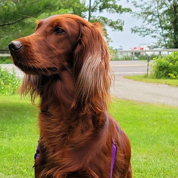 293 Red Dog Names That Are Too Hot To Handle - The Goody Pet