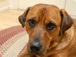 Red Fox Labrador - Your Complete Breed Guide - The Goody Pet