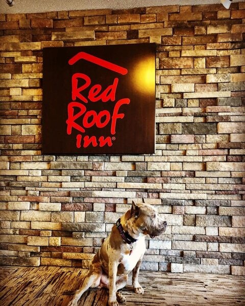 38 PAW-SOME Dog Friendly Hotel Chains in USA [2023] - The Goody Pet