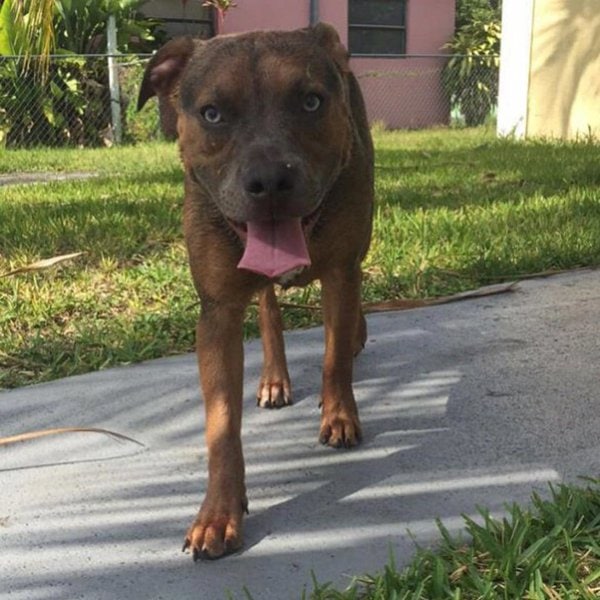 36 Beautiful Colors And Patterns Of A Pitbull - The Goody Pet