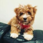 27 Amazing Colors And Patterns Of A Havanese