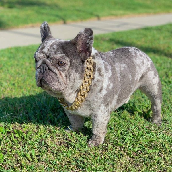 Merle French Bulldog - Your Complete Breed Guide - The Goody Pet