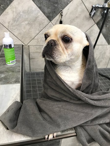 5 Dog Shampoo Recipes That Are Simple, Homemade And Safe - The Goody Pet