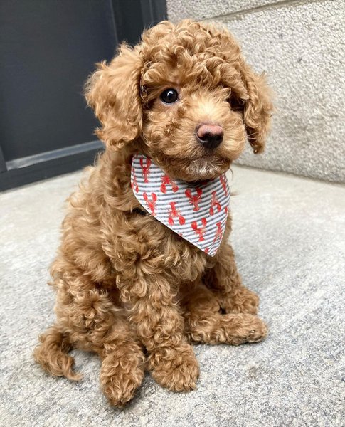 Brown Poodle - Your Complete Breed Guide - The Goody Pet
