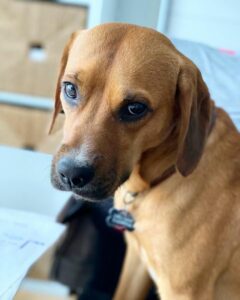 21 Rhodesian Ridgeback Mixes That You’ll Never Know Existed In Southern ...