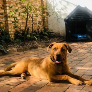 21 Rhodesian Ridgeback Mixes That You’ll Never Know Existed In Southern ...