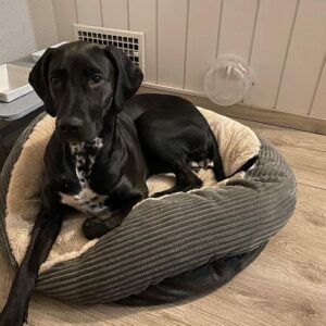 23 Dalmatian Mixes That You Never Know Existed - The Goody Pet