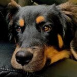 21 Rhodesian Ridgeback Mixes That You’ll Never Know Existed In Southern ...