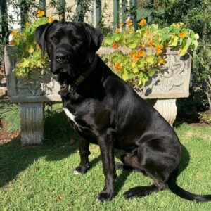 21 Rhodesian Ridgeback Mixes That You’ll Never Know Existed In Southern ...