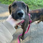 21 Rhodesian Ridgeback Mixes That You’ll Never Know Existed In Southern ...