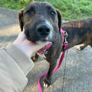 21 Rhodesian Ridgeback Mixes That You’ll Never Know Existed In Southern ...