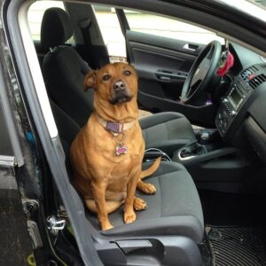 21 Rhodesian Ridgeback Mixes That You’ll Never Know Existed In Southern ...