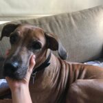 21 Rhodesian Ridgeback Mixes That You’ll Never Know Existed In Southern ...